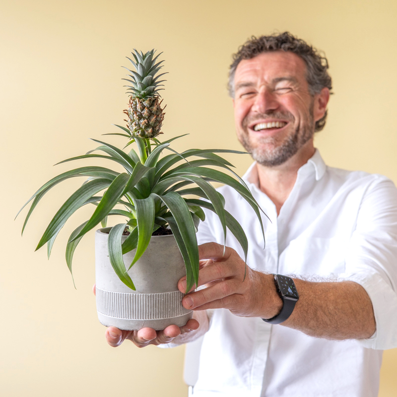 Ananasplant (Ananas comosus) verzorging | Bloompost